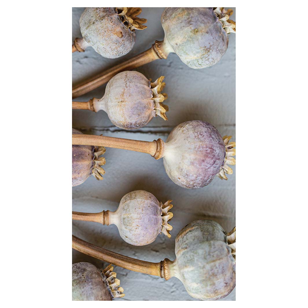 NATURAL PURPLE GIANT POPPY SEEDS ON GREY BUFF — Cape Rug, Home & Art