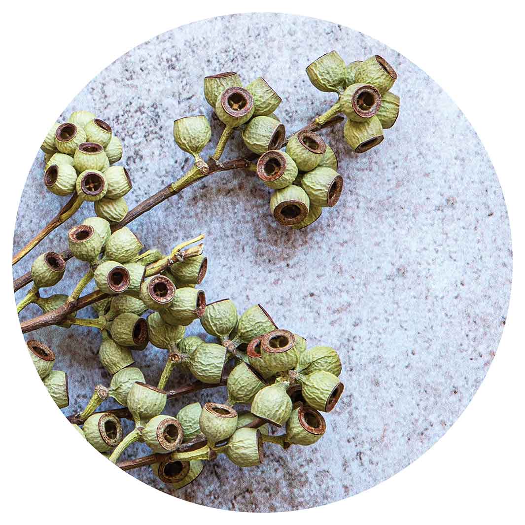 NATURAL GREEN NATURAL AMBERNUTS ROUND COFFEE TABLE – Cape Rug, Home & Art