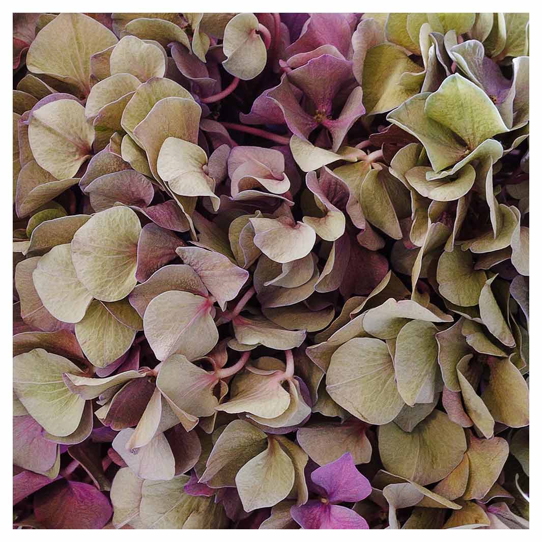 HYDRANGEA DEEP FLORAL TONES SQUARE COFFEE TABLE — Cape Rug Company