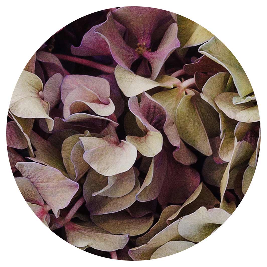 HYDRANGEA DEEP FLORAL TONES ROUND COASTER — Cape Rug, Home & Art