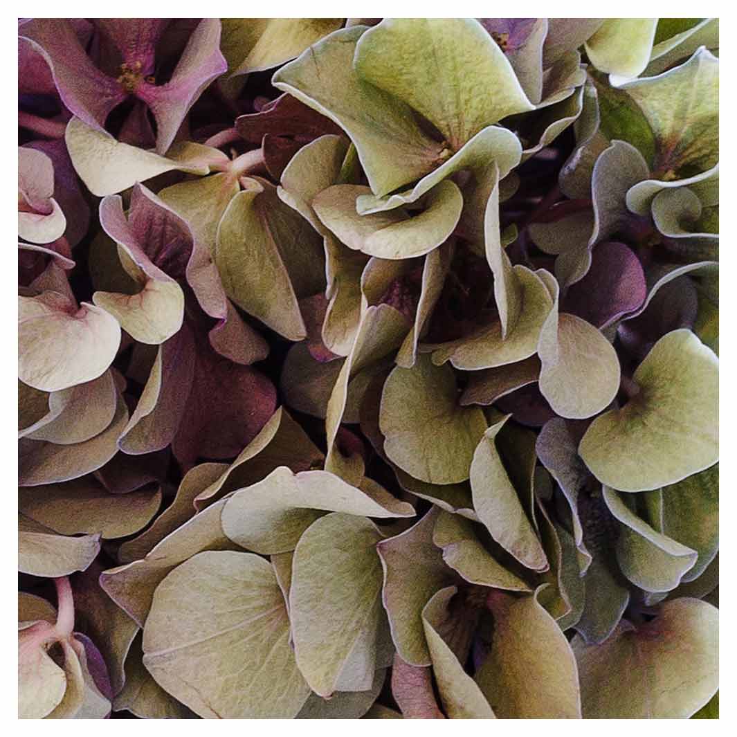 HYDRANGEA DEEP FLORAL TONES SQUARE COASTER — Cape Rug Company